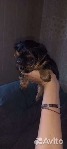 Йоркширский терьер щенки девочка и мальчик