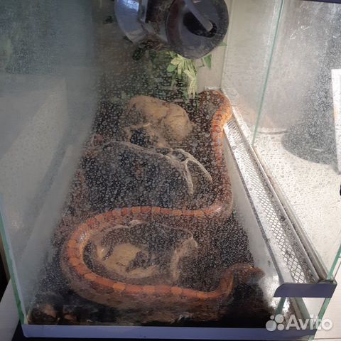 Маисовый полоз