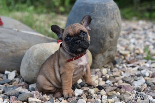 Французский бульдог щенки