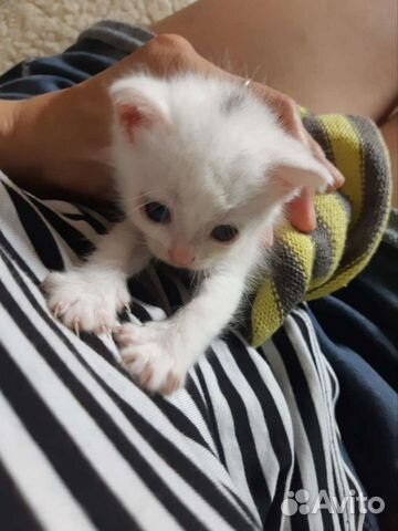 Котёнок бесплатно