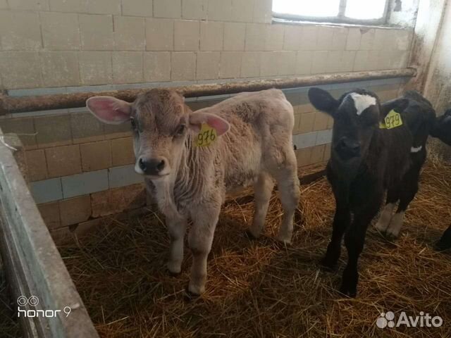 Телята на доращивание