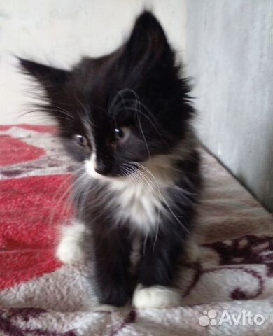 Черно-белые котята: два брата-акробата)