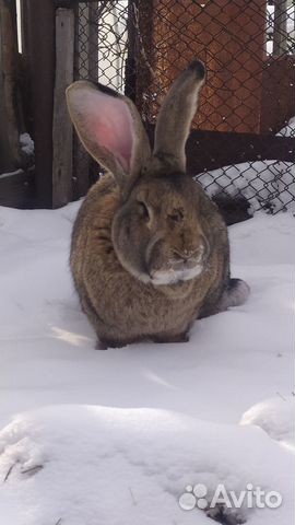 Бельгийский великан фландор