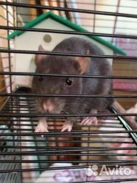 Крыски дамбо