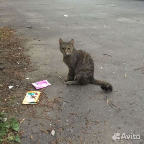 Кошку и двух котят выставили на клумбу