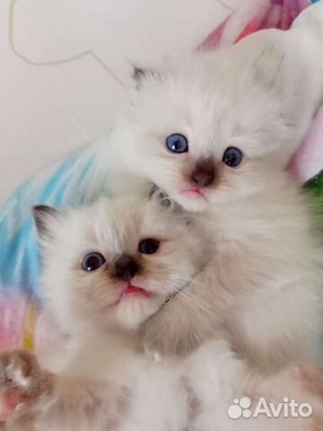 Котята священная бирма