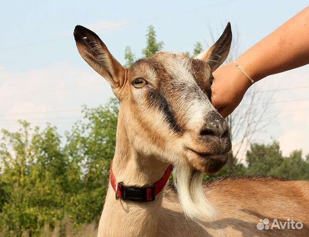 Альпийская коза