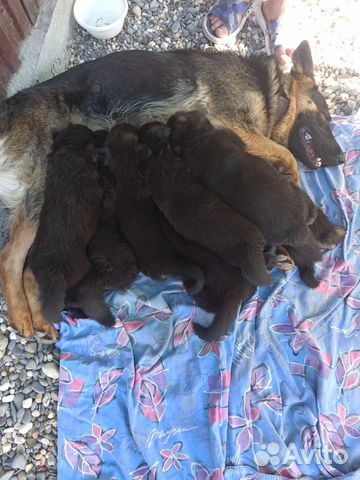 Щенка овчарки продам