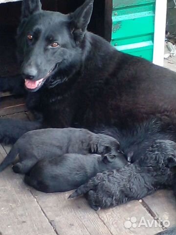 Собака в добрые руки отдам бесплатно