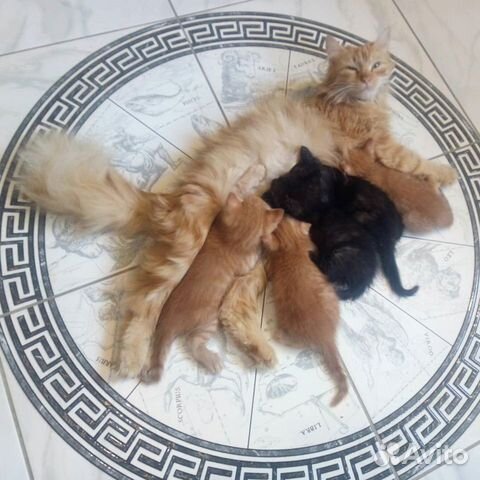 Котятки в добрые руки