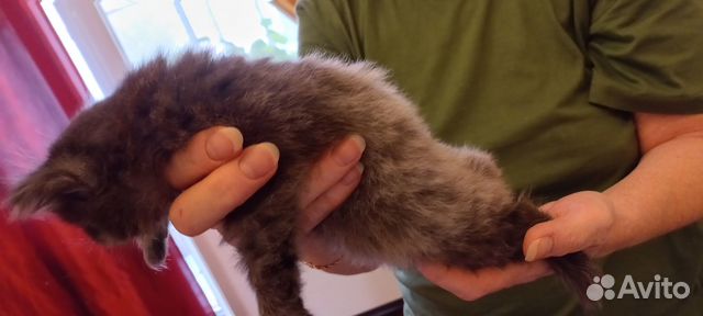 Отдаются котята метисы