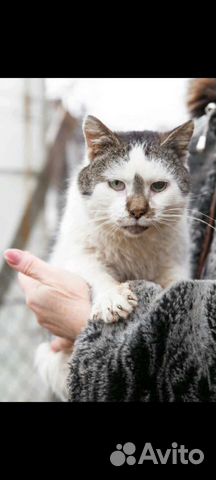 Котик 2,5 года кастрирован