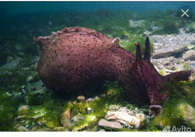 Морской заяц