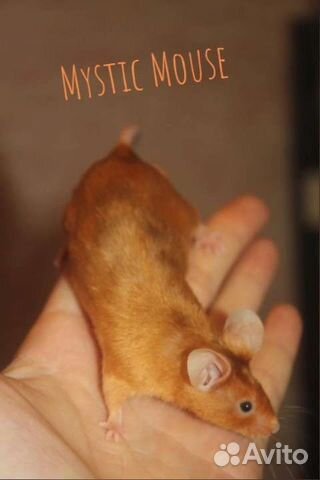 Мышата из питомника