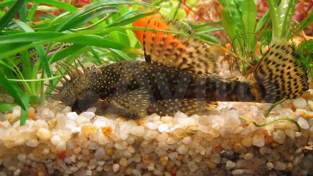 Анциструс самец. 10 см