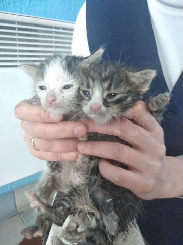 Отдам котят в добрые руки
