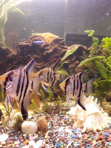 Скалярии обменяю