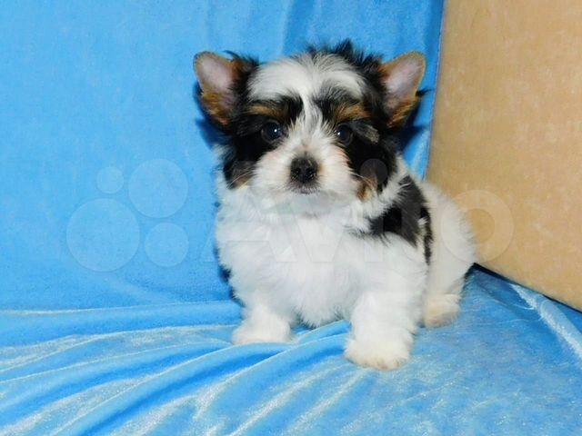 Очаровательный мальчик Бивера