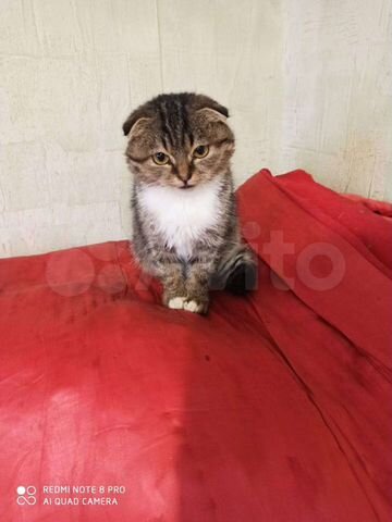 Шотландская вислоухая кошка, котёнок метис