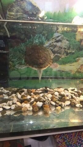 Красноухая черепаха бесплатно