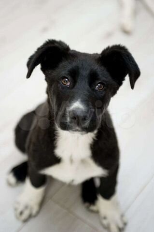 Щенок (девочка. 4,5 месяца) в добрые руки