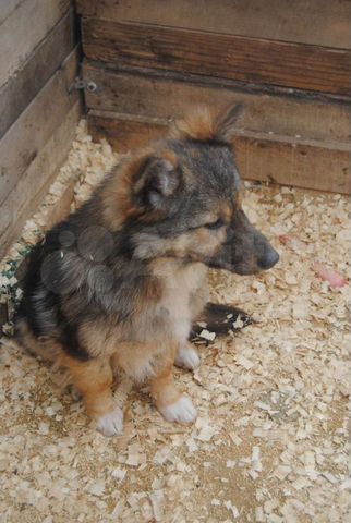 Маленький кобель