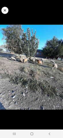 Овцы бараны ягнята