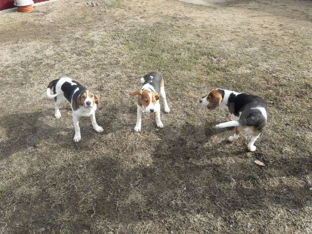 Щенки эстонской гончей