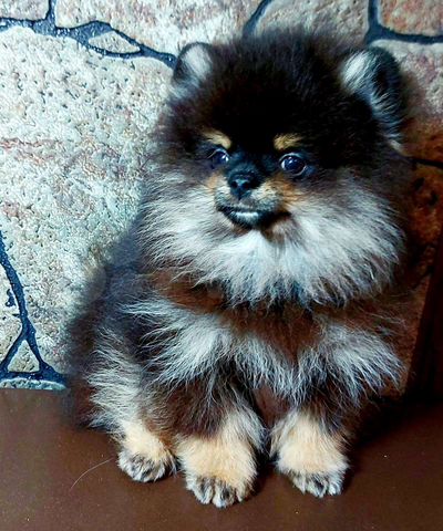 Померанский шпиц