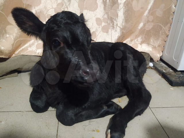 Телочка, цвет черный