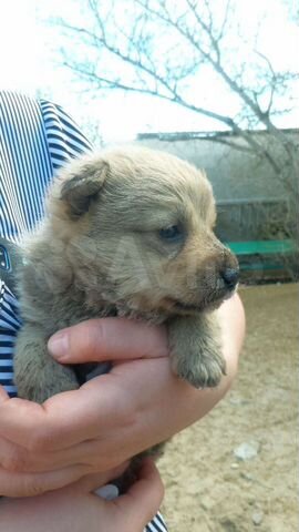 Крошечка-хаврошечка