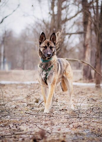 Молодлй мальчик в дар в добрые руки