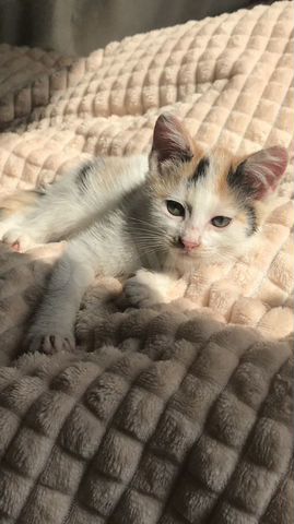 Трёхцветная кошечка красавица