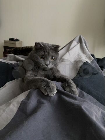 Шотландский вислоухий кот вязка