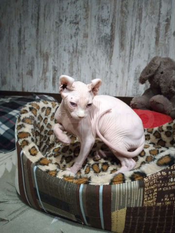 Котик Эльф 4 месяца