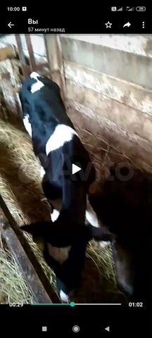 Телки. телята