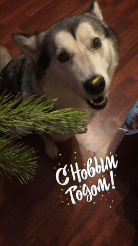 Аляскинский маламут