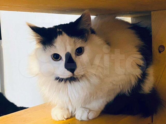 Кот Сильвер в добрые руки