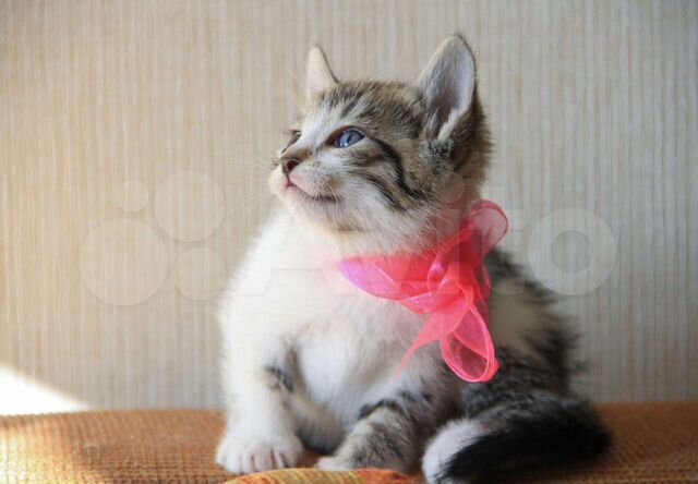 Котенок девочка Сонечка 1.5 мес