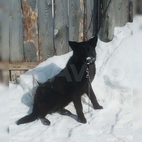 Молодая собака 8 мес