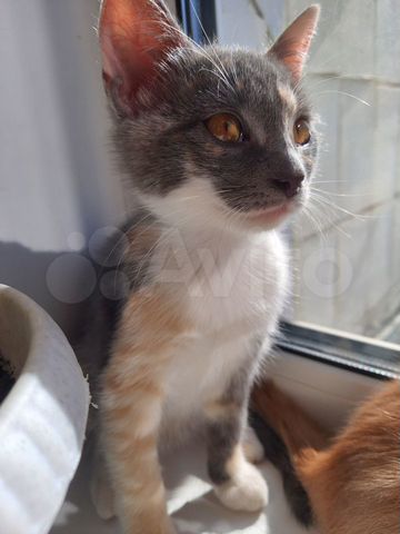 Трехцветные котята