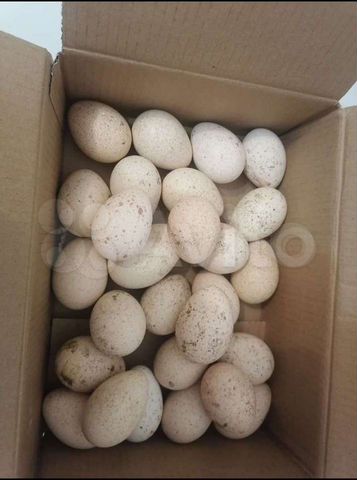 Инкубационное яйцо индейки