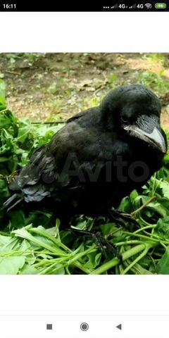 Птенцы ворона