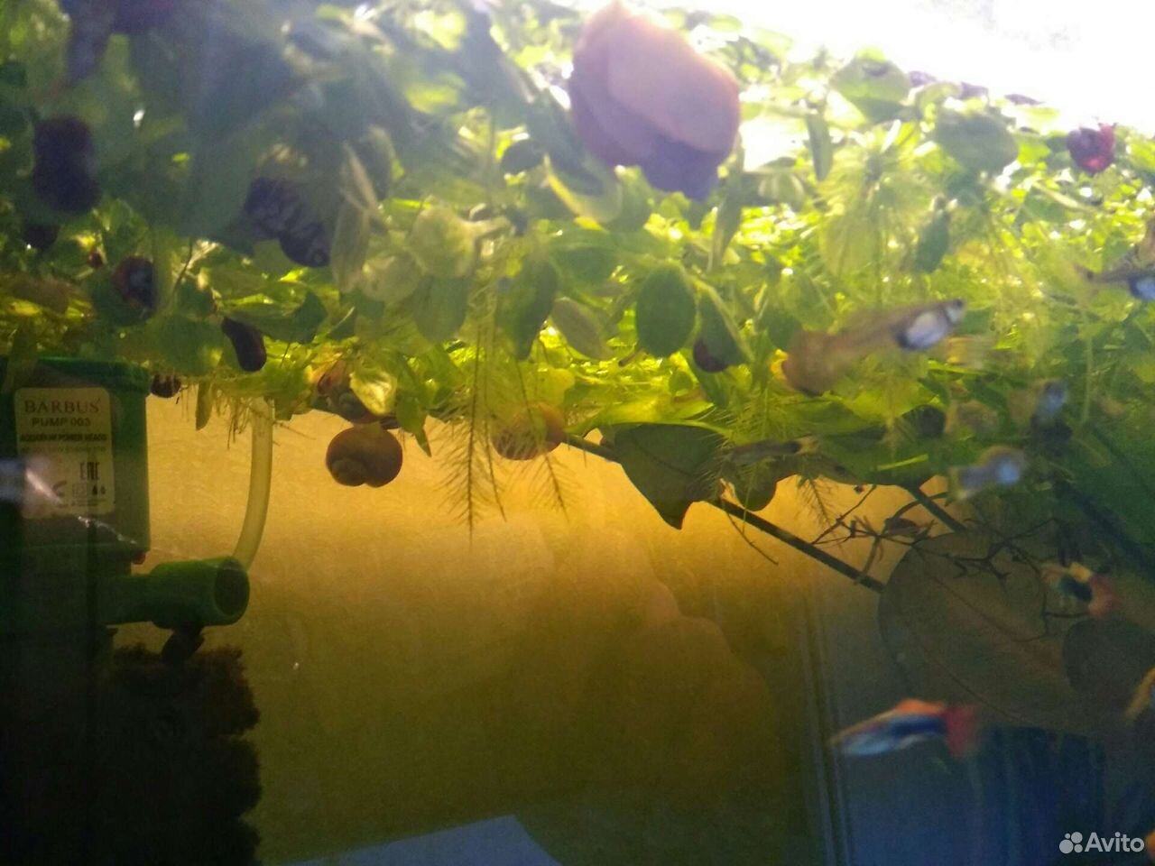 Аквариумные растения