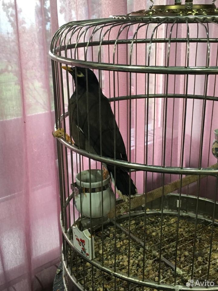 Говорящая Майна