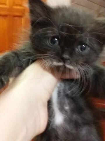 Котенок Маркизик