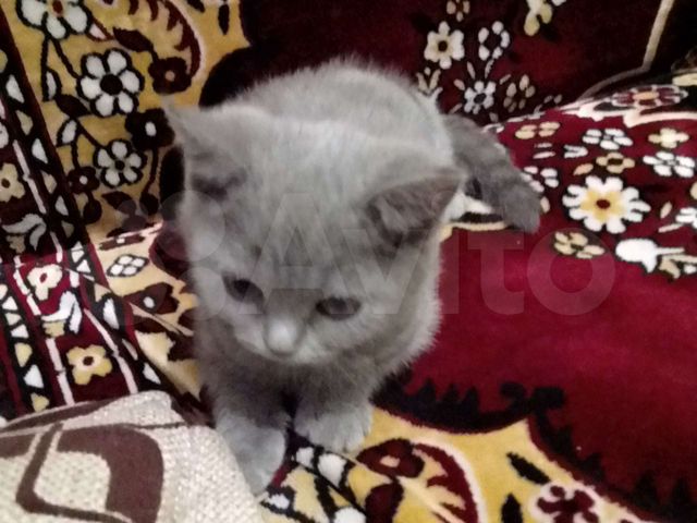 Шатланская котёнак 2 года