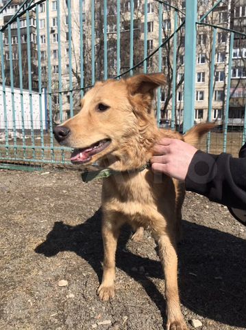 Дина - рыжее солнышко в добрые руки