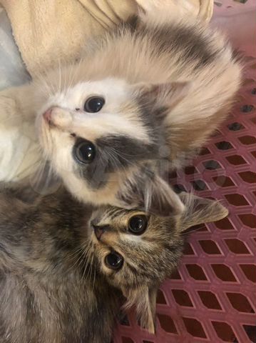 Котята пушистики