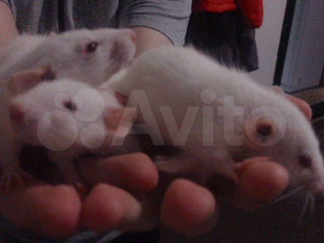 Крыса домашняя